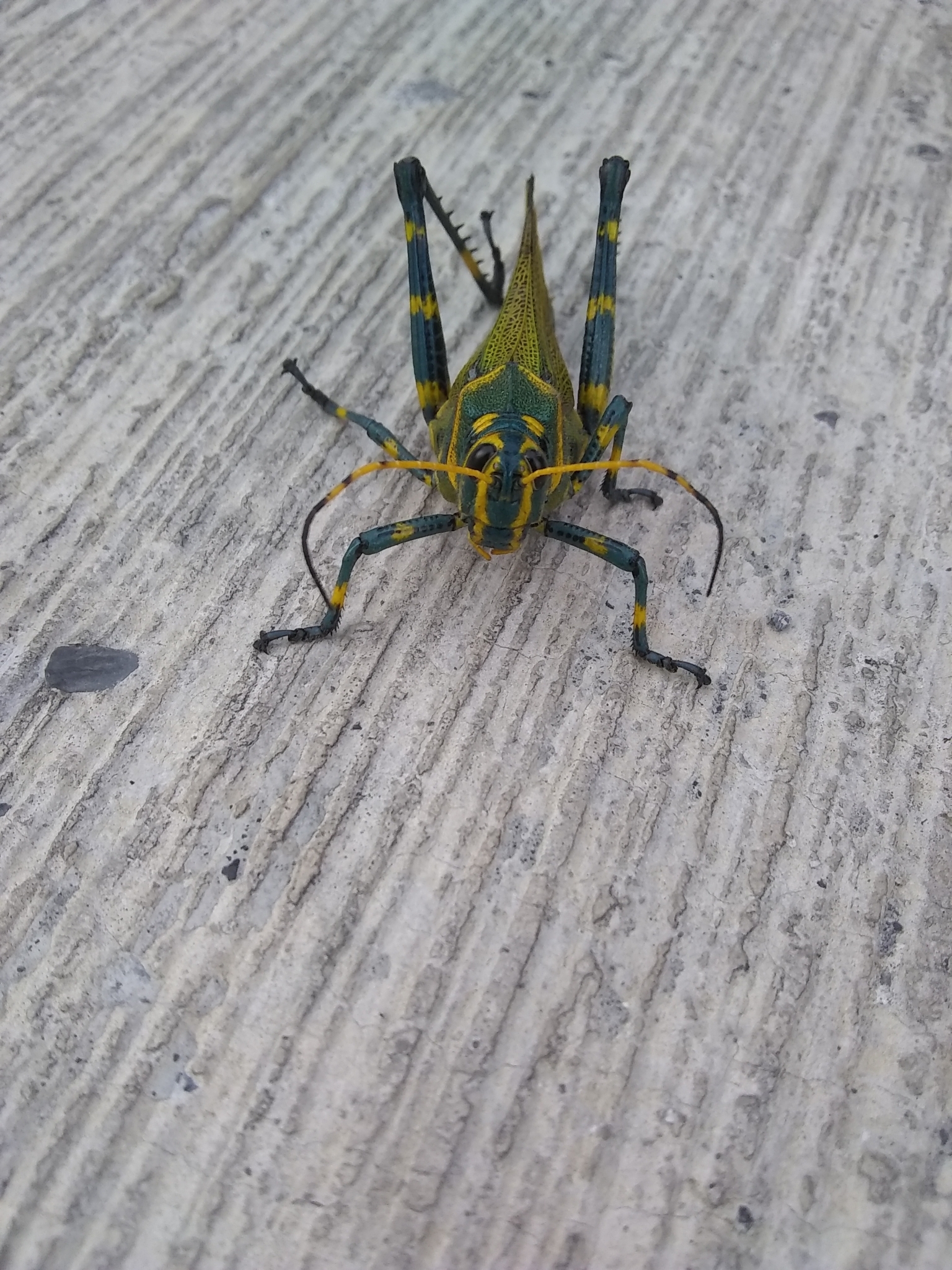 Chromacris colorata (Serville, 1838)