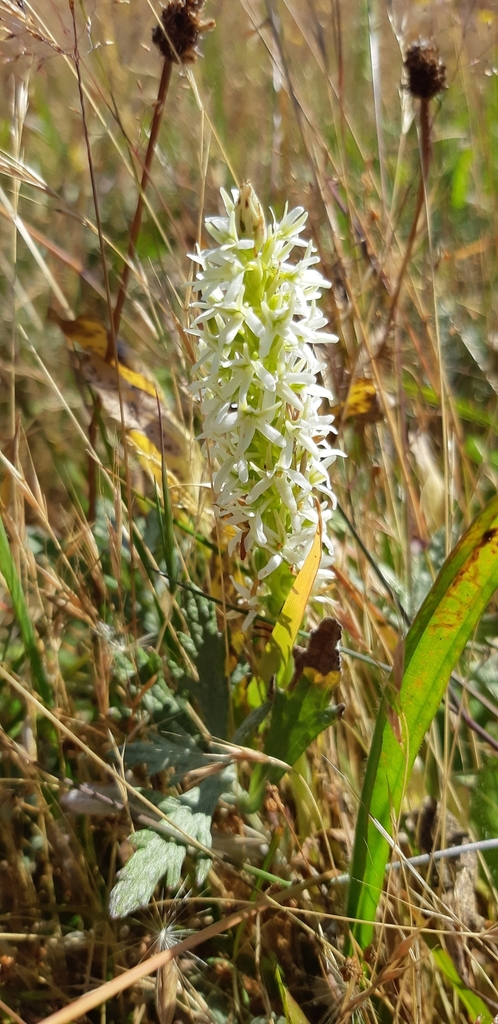 Bog Orchids from James Bay, Victoria, BC, Canada on July 24, 2022 at 10 ...