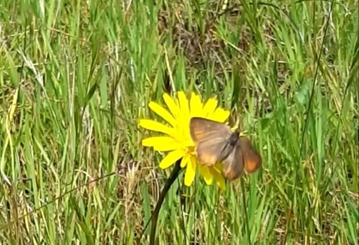 Juniper Hairstreak from Hornby Island, BC V0R 1Z0, Canada on June 13 ...