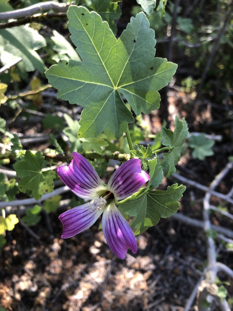 Common Mallow from Plaza del Amo, Torrance, CA, US on August 19, 2022 ...