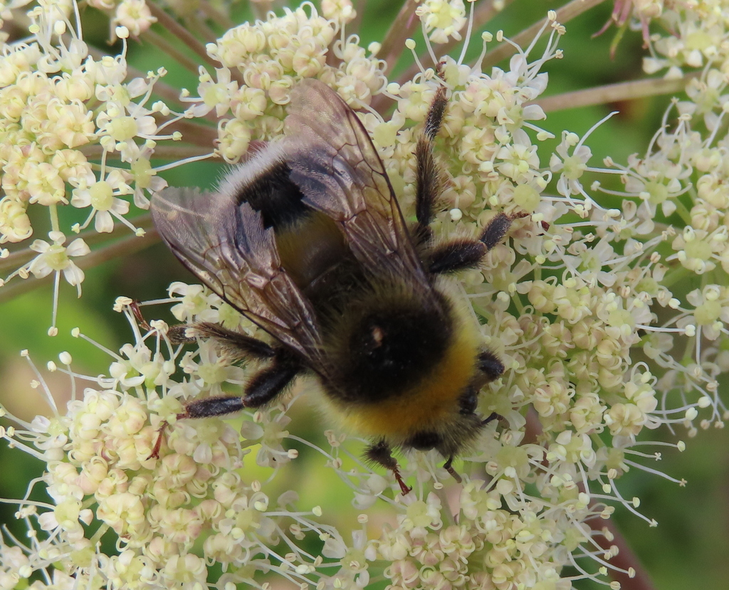 White-tailed Bumble Bee from Sveitarfélagið Hornafjörður, Iceland on ...