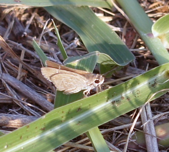 Eufala Skipper from Grayson County, TX, USA on July 30, 2018 at 06:32 ...