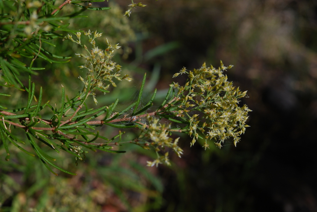 Polycarpaea filifolia (Tenerife Plants Caryophyllales) · iNaturalist