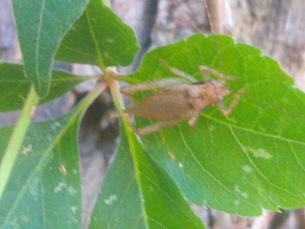 Jumping Bush Cricket from Sawmill Brook Pkwy @ Spiers Rd, Newton, MA ...