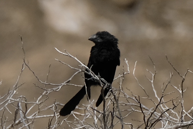 Smooth-billed Ani from Parque Nacional Galápagos, San Cristobal ...