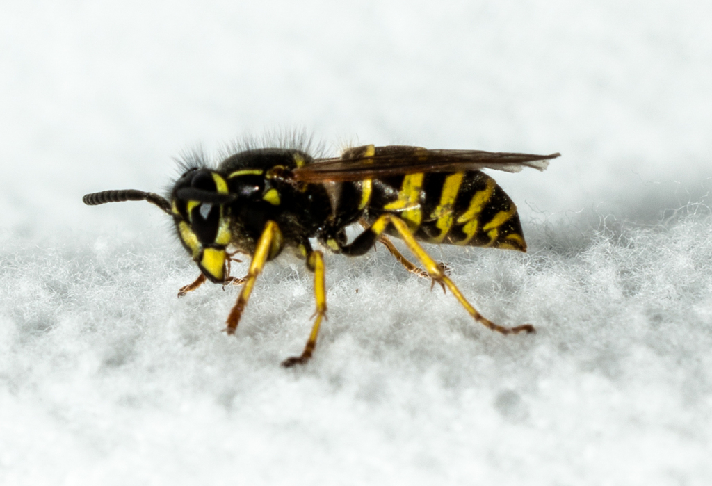 Alaska Yellowjacket from Val-d'Or, QC, Canada on August 13, 2022 at 10: ...