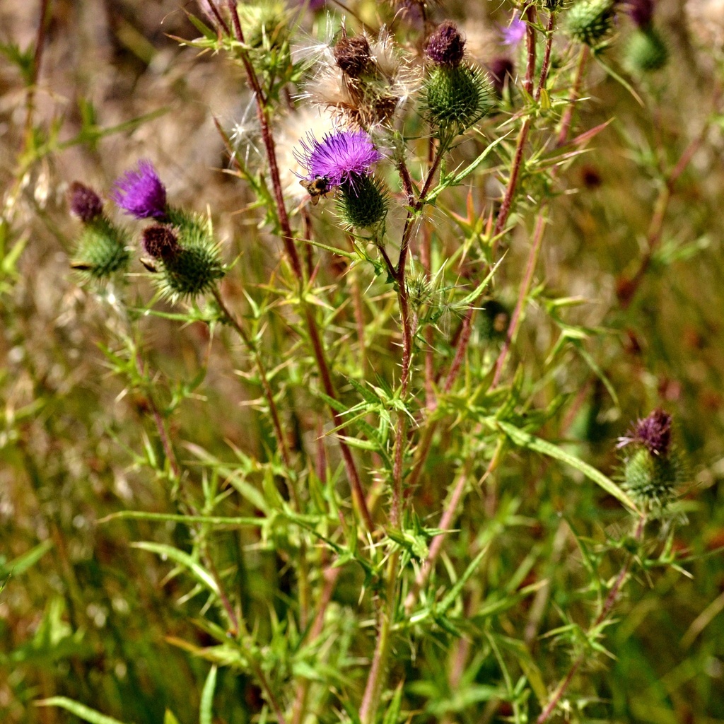 Bull Thistle from Mařenice, Česko on August 14, 2022 at 11:27 AM by ...