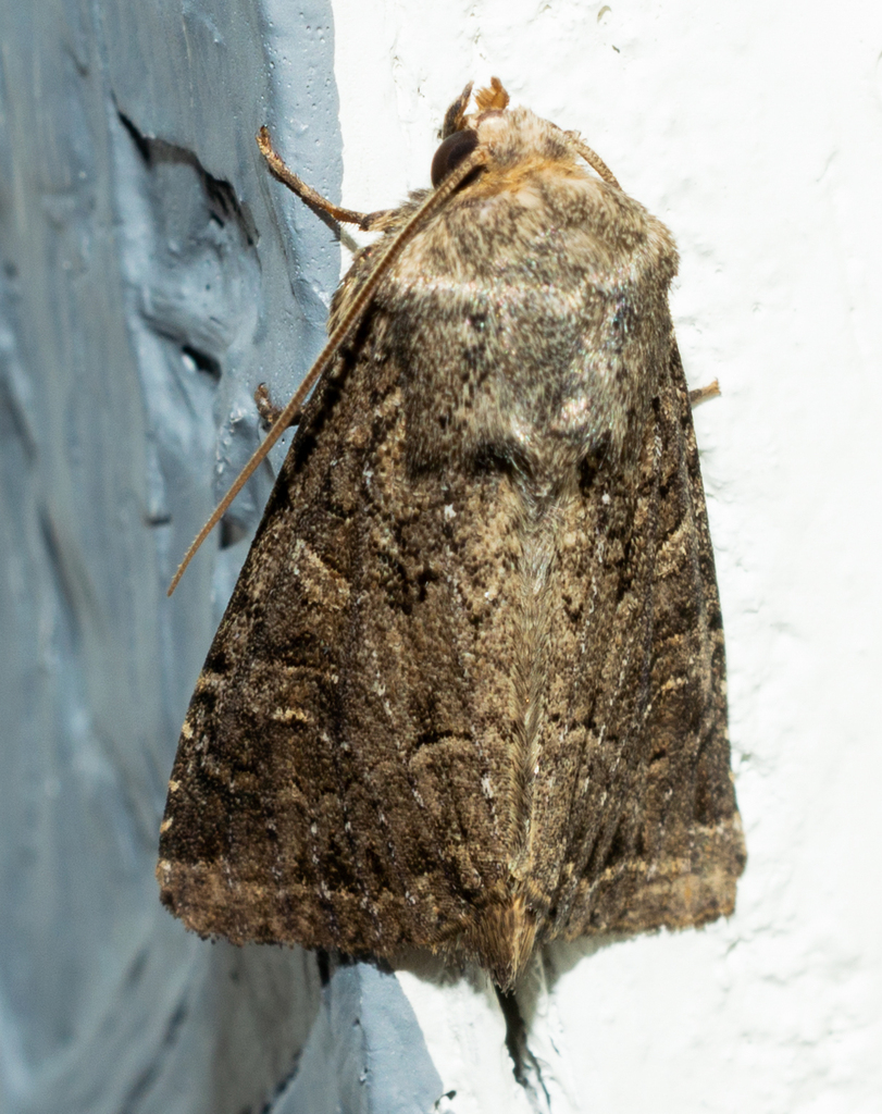 Glassy Cutworm Moth from Val-d'Or, QC, Canada on August 13, 2022 at 10: ...
