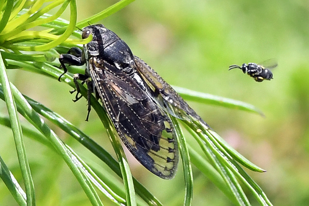 Quintilia wealei from Colchester, Gqeberha, South Africa on December 19 ...