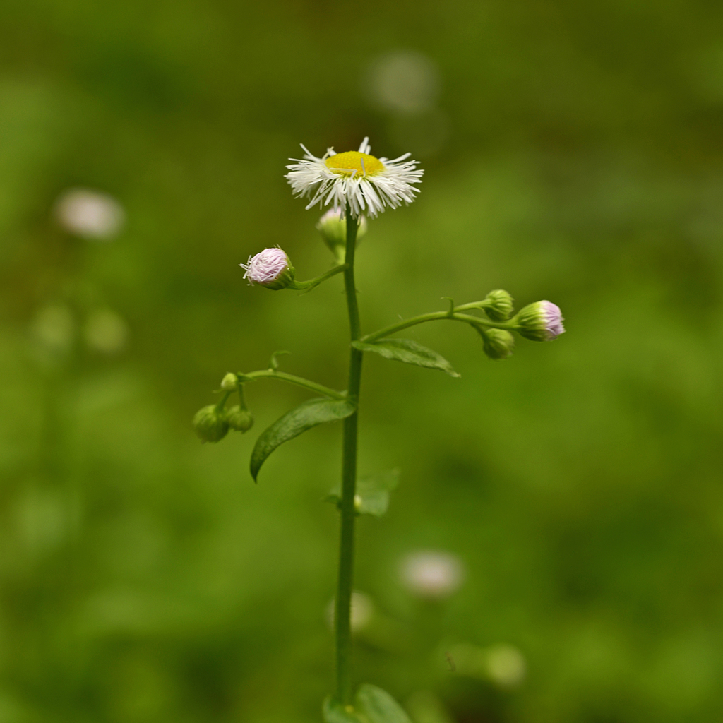 Annual Fleabane (Vascular Plants of Lost Cove Farm) · iNaturalist