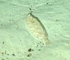 Pacific Dover Sole (NorthEast Pacific Deep Exploration Project (a MLNEP ...