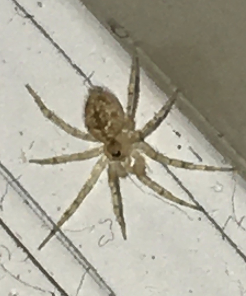 Wall Spider in August 2022 by breezybirb · iNaturalist
