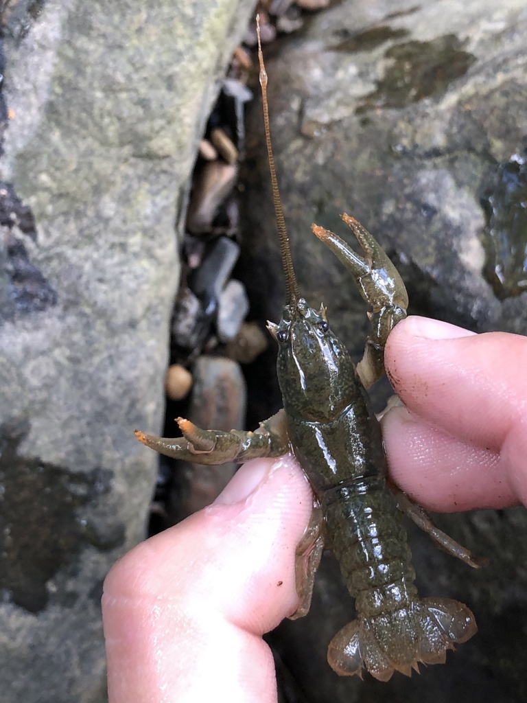 Cambarus in August 2022 by Aidan. Areola and habitat photo included ...