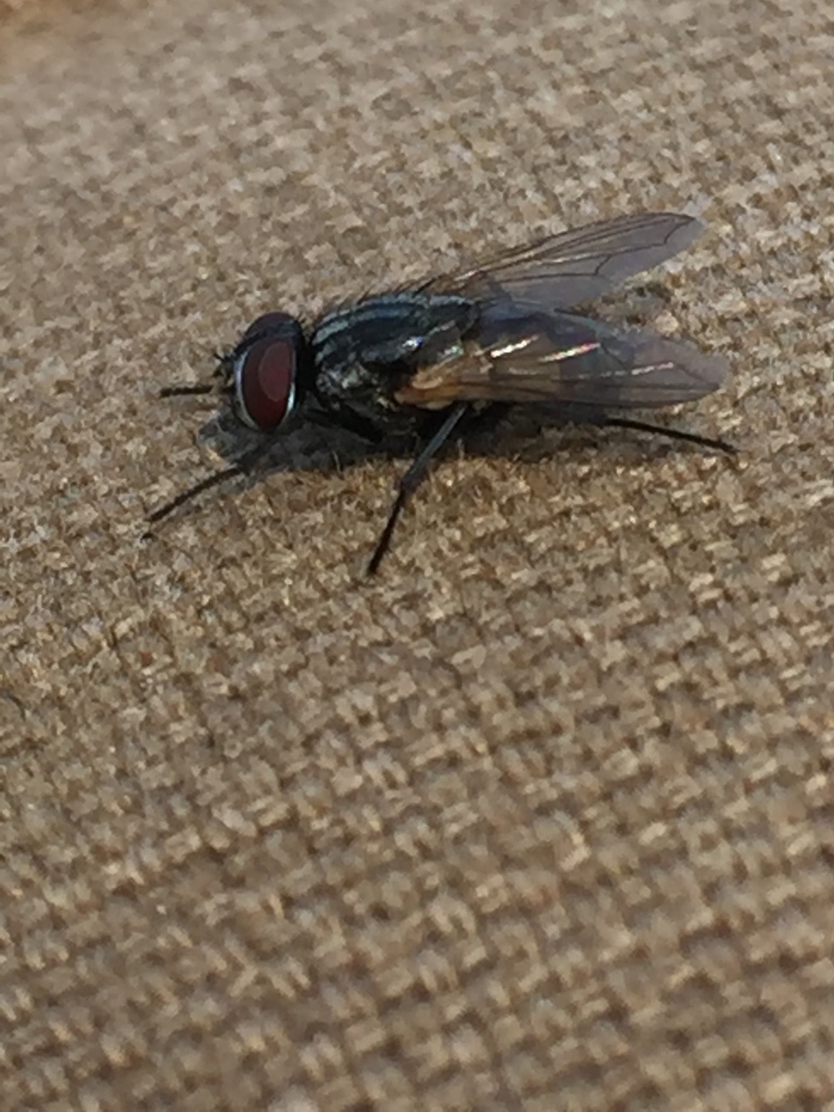 Common House Fly from 295 Webb Rd, Watsonville, CA, US on July 31, 2018 ...