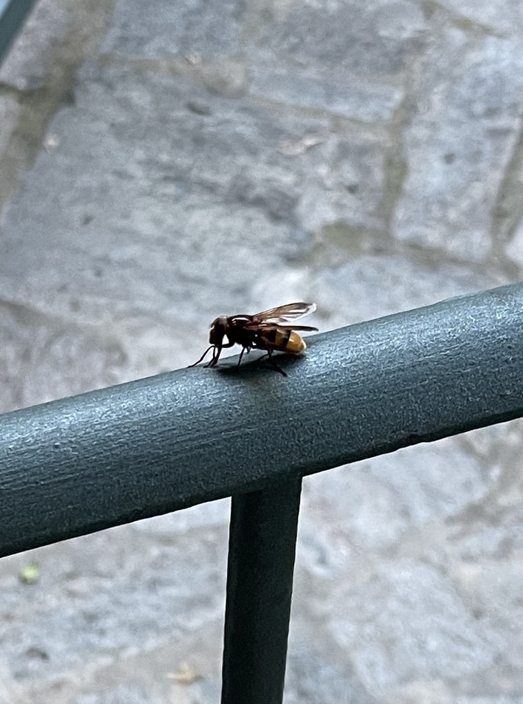 Hornet Mimic Hover Fly in August 2022 by Vittorio Bellotto · iNaturalist