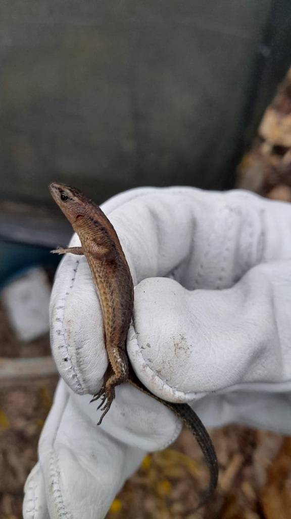 Keel-bellied Shade Lizard from Rio Branco - AC, Brasil on July 14, 2022 ...