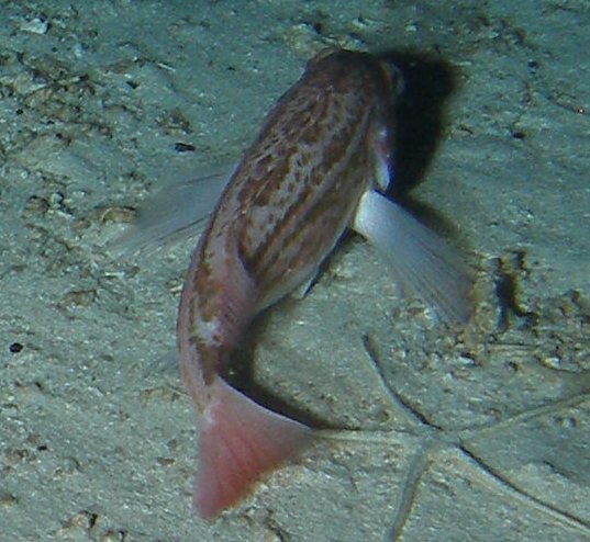 Greenstriped Rockfish (Seamounts of Canada's Large Offshore Pacific ...