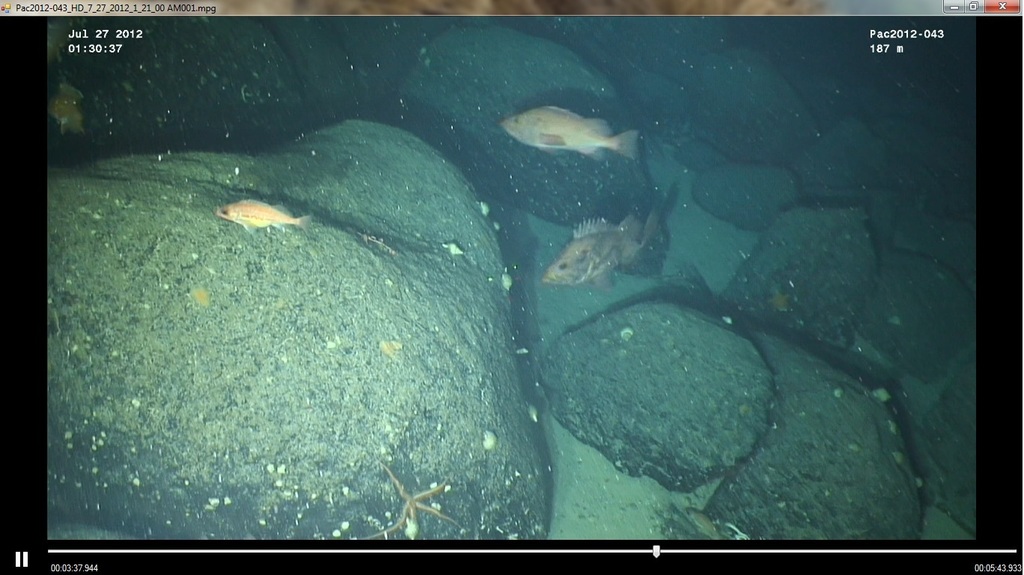 Pygmy Rockfish (Seamounts of Canada's Large Offshore Pacific Area of ...