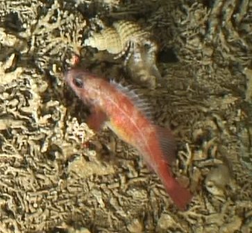 Pygmy Rockfish (Seamounts of Canada's Large Offshore Pacific Area of ...