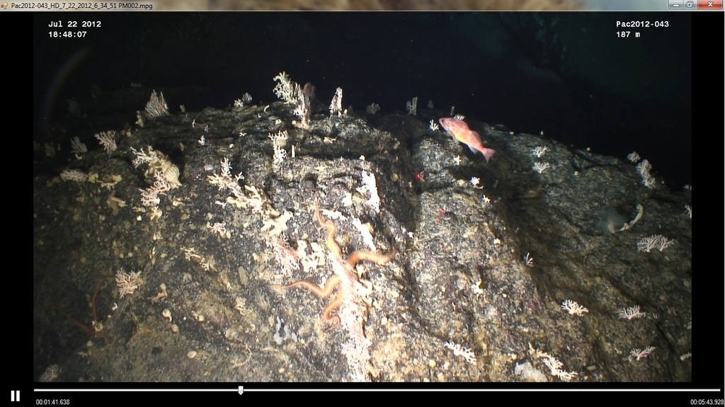 Pygmy Rockfish (Seamounts of Canada's Large Offshore Pacific Area of ...