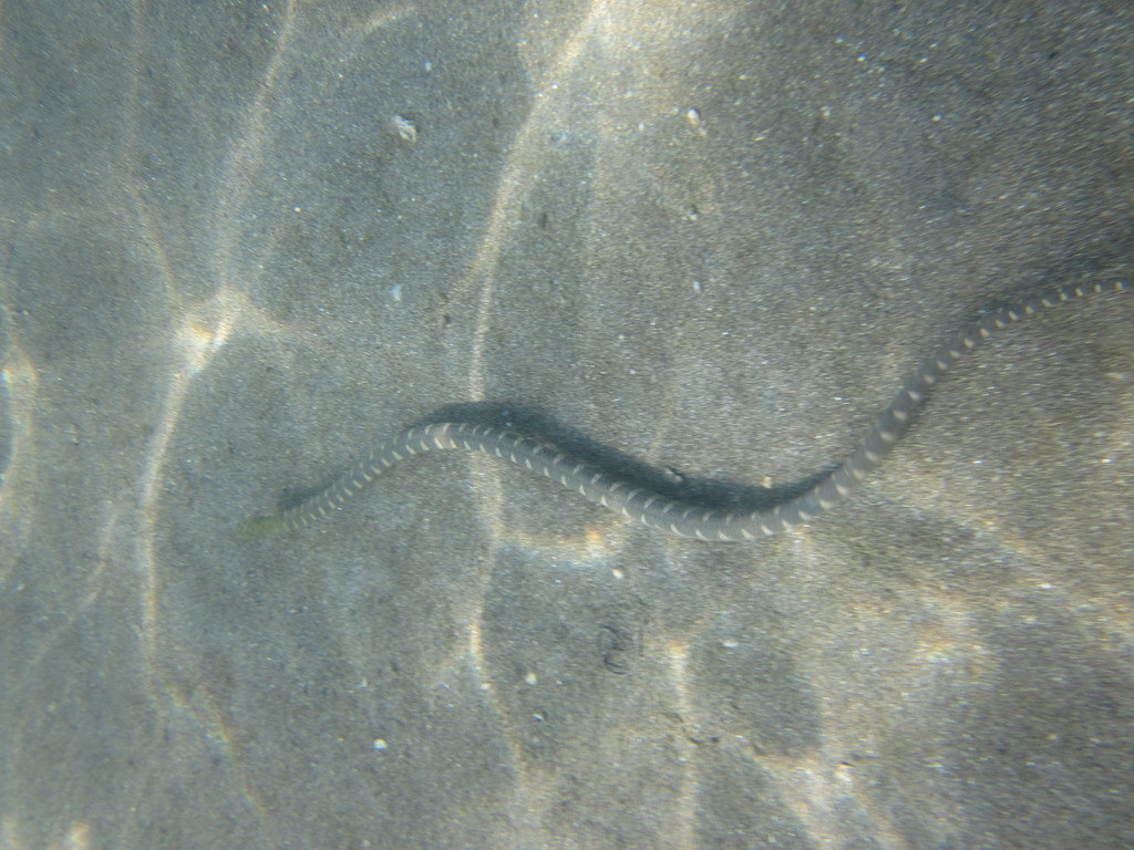 Marine File Snake from Lago De Oro seagrass on May 8, 2014 by rmooi ...