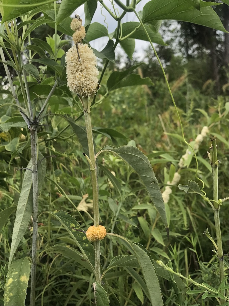 Rope Dodder in August 2022 by Alex Harman · iNaturalist