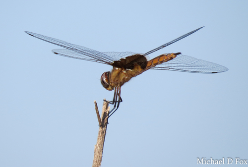 Photo 2237676, (c) Michael D Fox, some rights reserved (CC BY ...