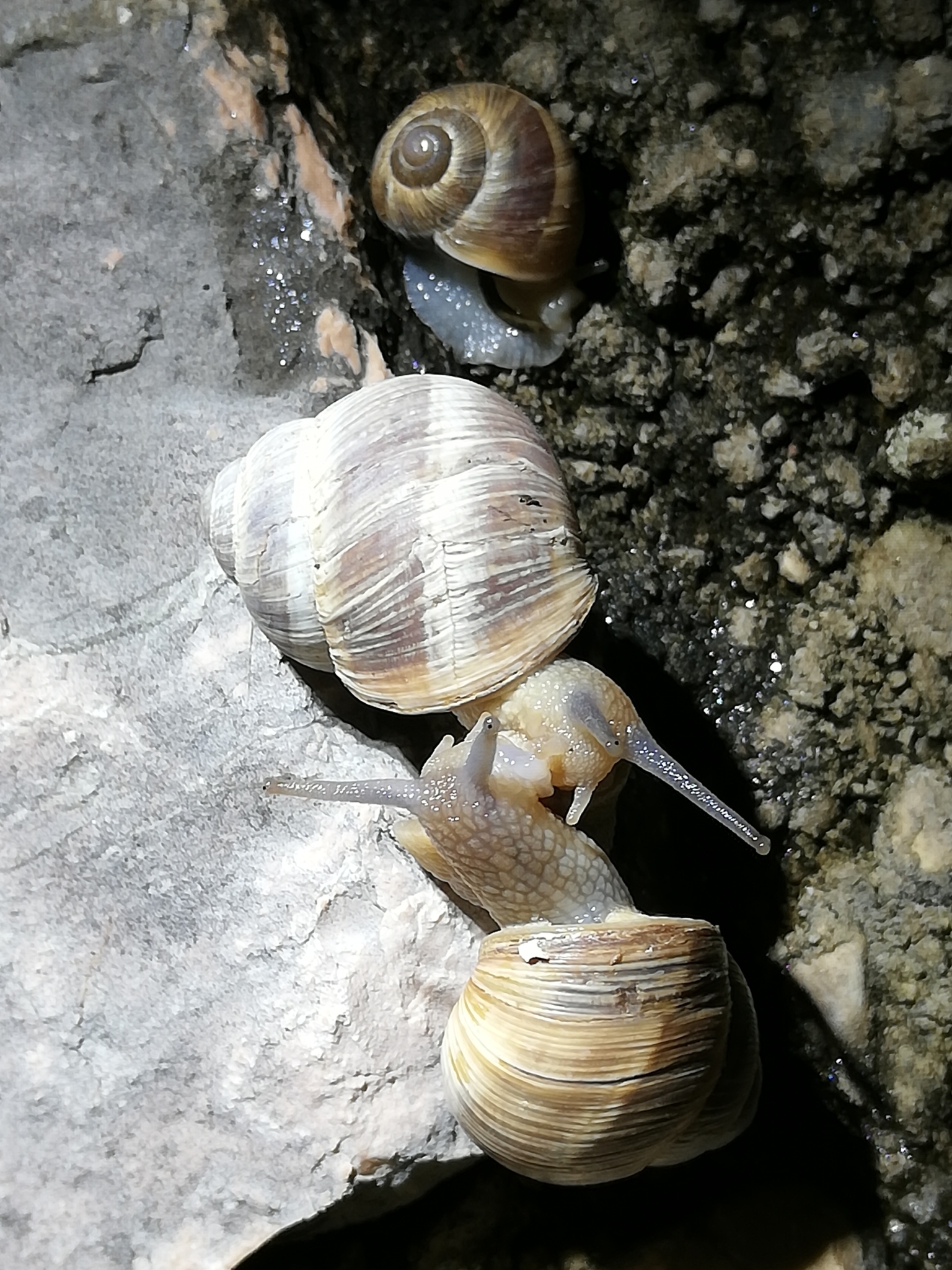 Helix cincta O.F.Müller, 1774