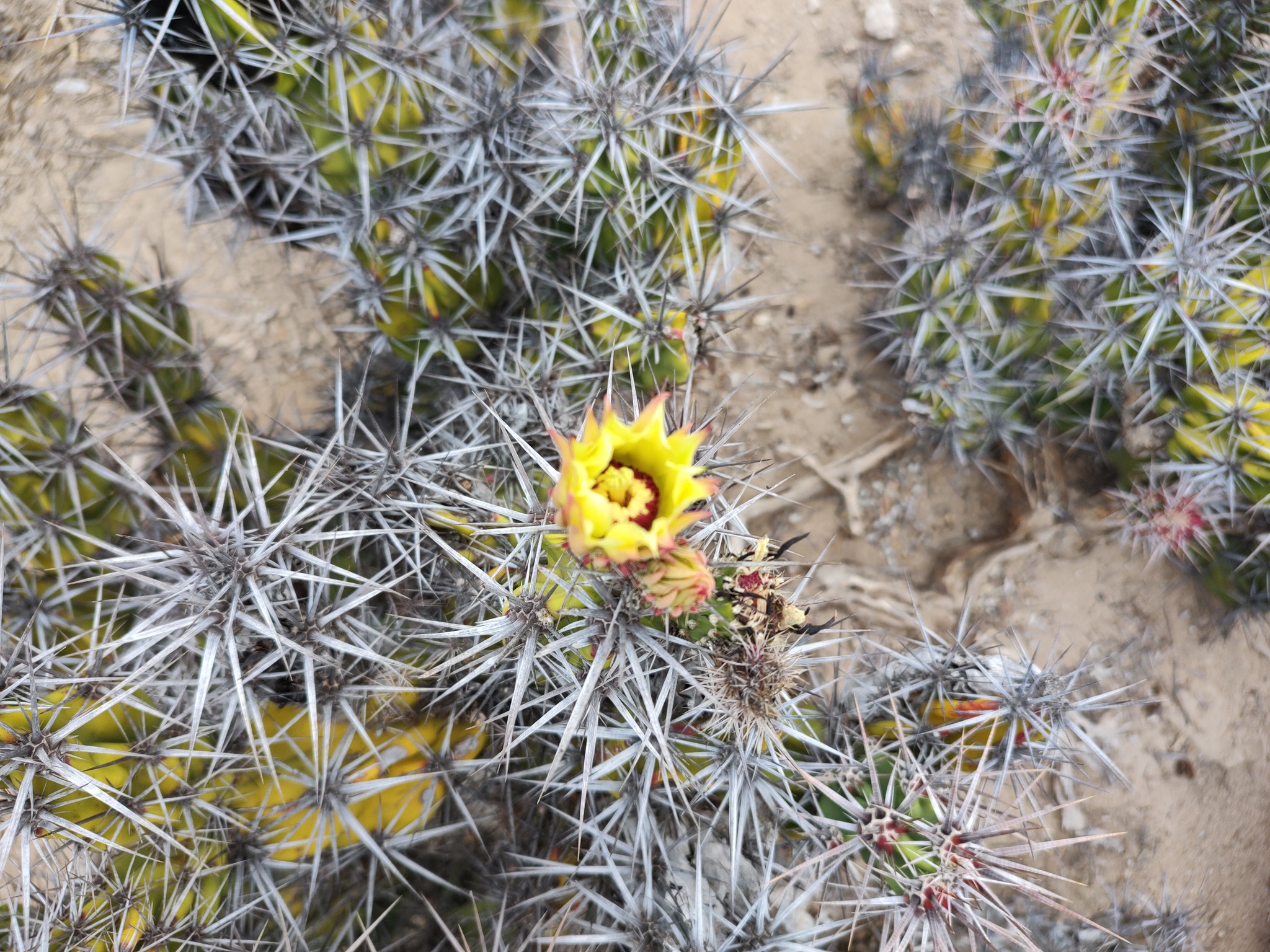 Grusonia invicta (Brandegee) E.F.Anderson