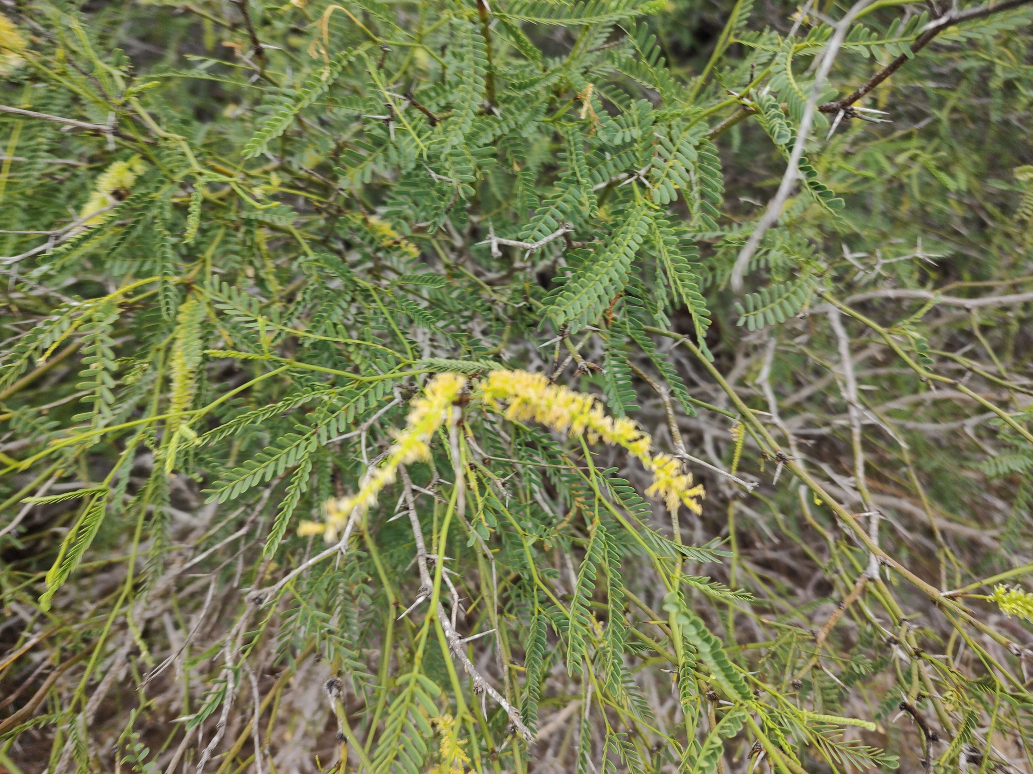 Prosopis articulata S.Watson