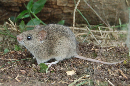 Crafty Vesper Mouse (Calomys callidus) · iNaturalist