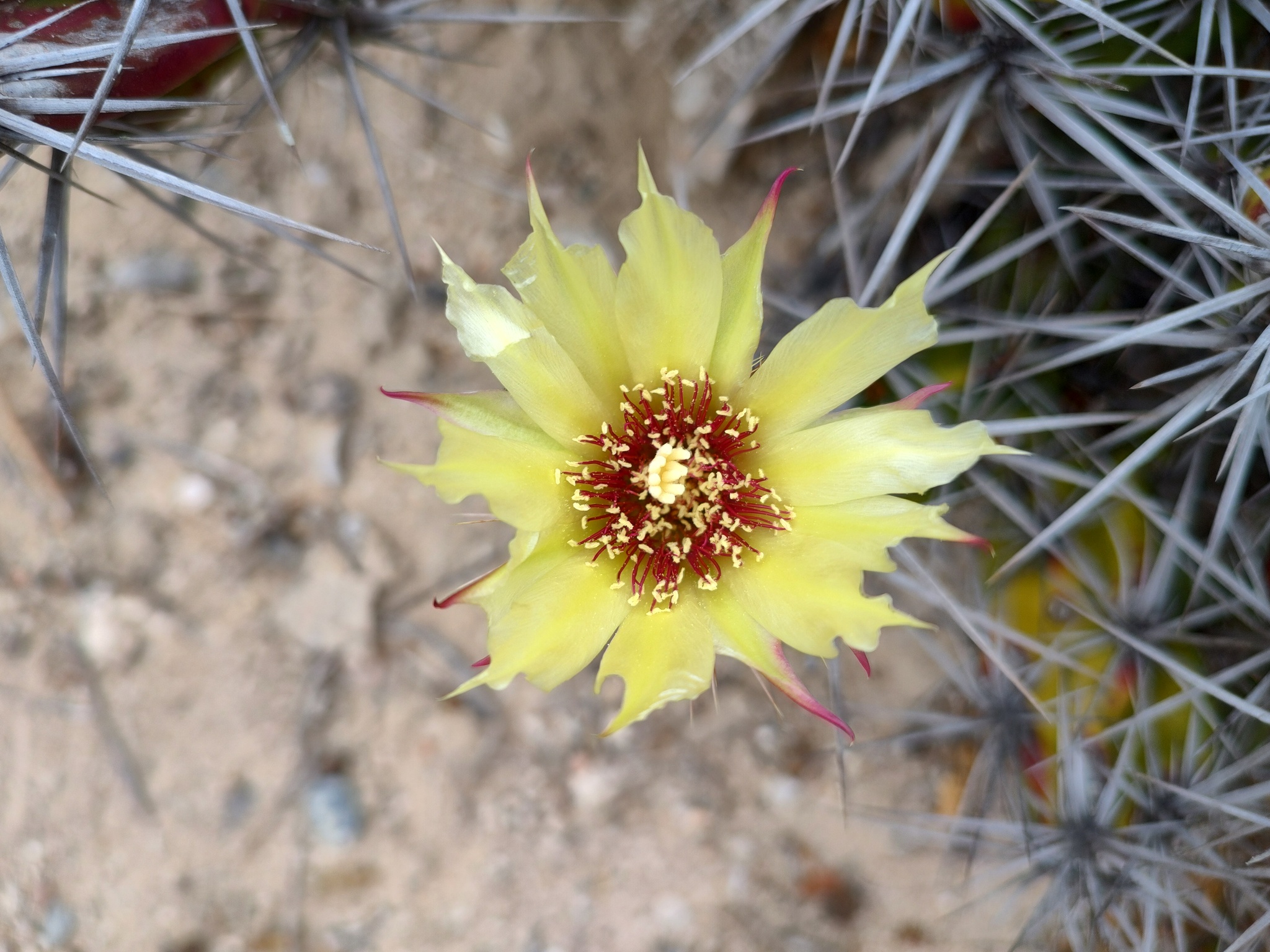 Grusonia invicta (Brandegee) E.F.Anderson