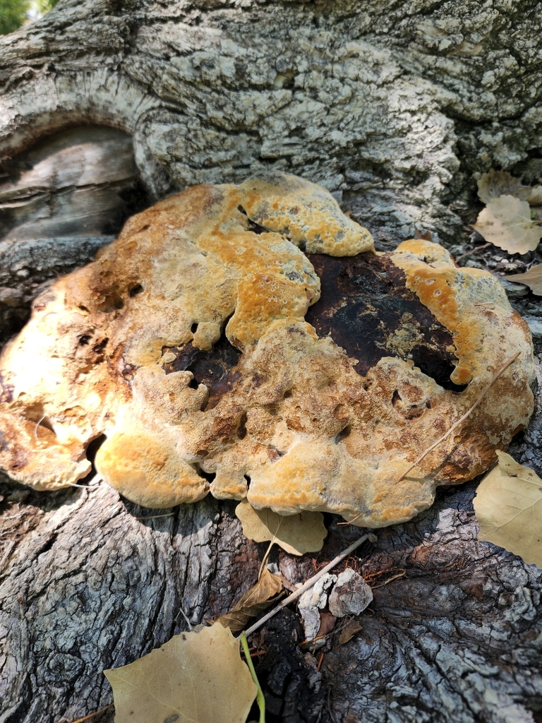 Fungi Including Lichens from Tule Springs, Las Vegas, NV, USA on August ...