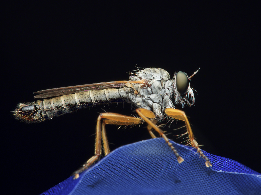 Neomochtherus schineri from Adlergasse, Graz, Steiermark, AT on July 20 ...