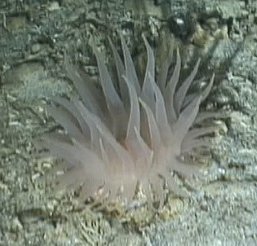 Cribrinopsis fernaldi Siebert & Spaulding, 1976