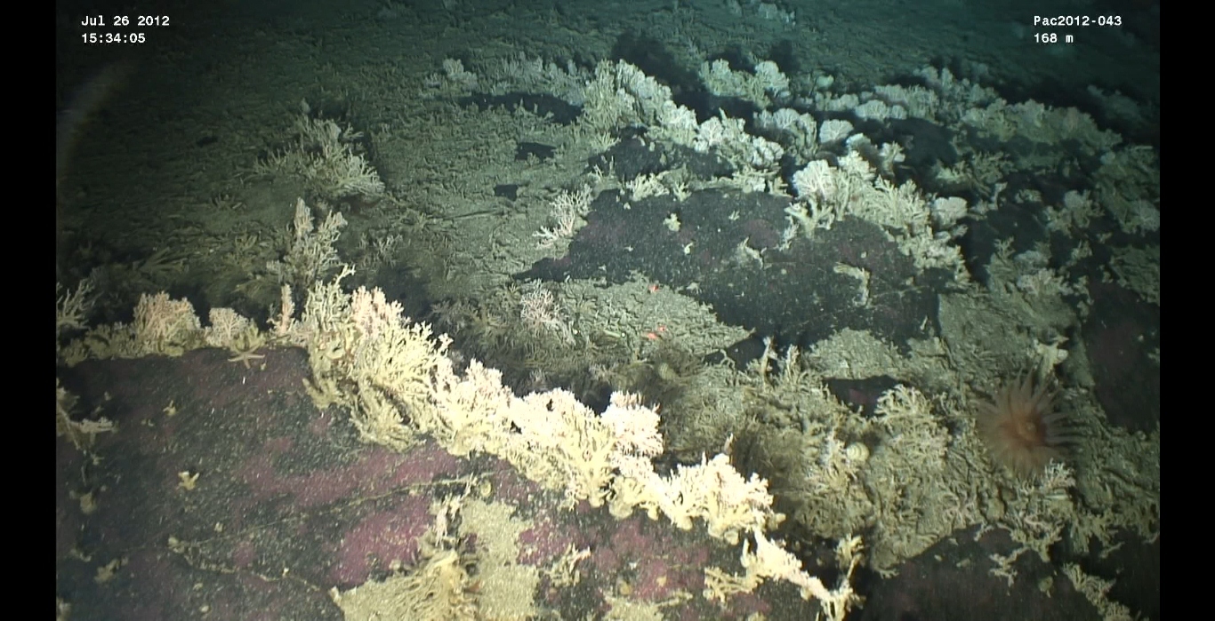 Cribrinopsis fernaldi Siebert & Spaulding, 1976