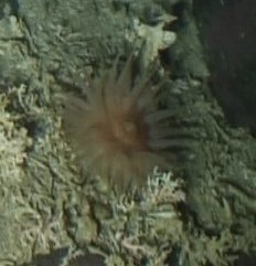 Cribrinopsis fernaldi Siebert & Spaulding, 1976