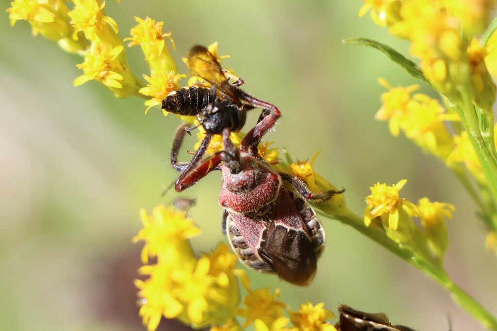 Plains Bee Assassin from Custer County, SD, USA on August 9, 2022 at 01 ...