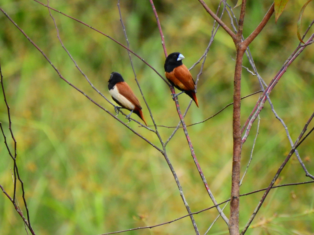 Chestnut Munia from Rionegro, Antioquia, Colombia on August 10, 2022 at ...