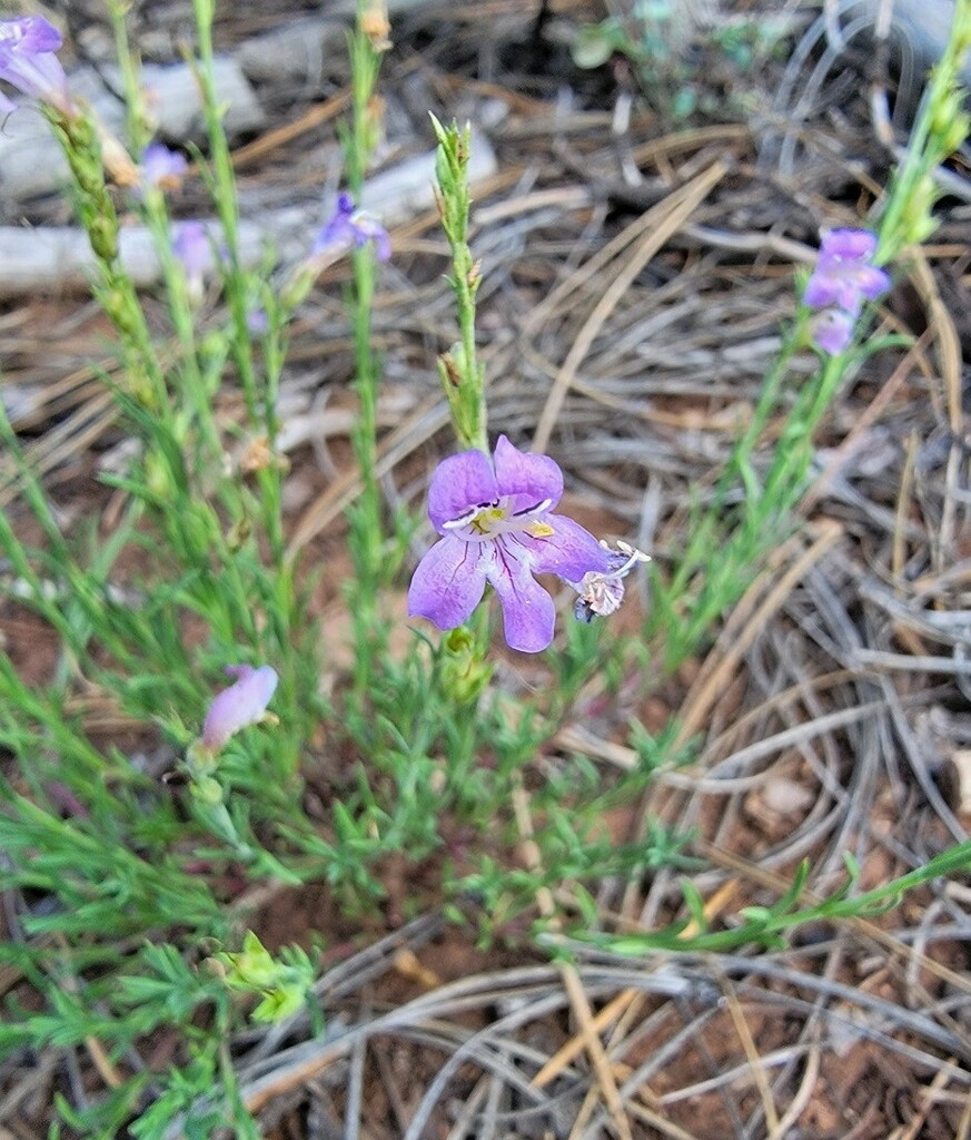 Toadflax Penstemon from Coconino County, AZ, USA on July 2, 2022 at 06: ...