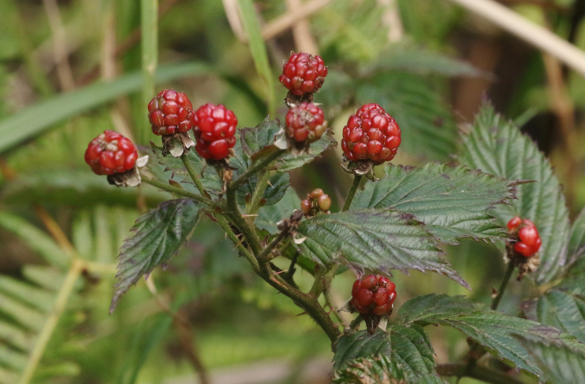 Rubus argutus Link