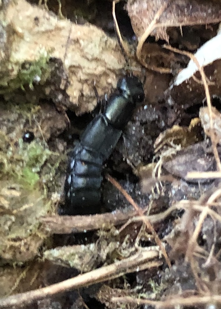 Tasgius from Emily Provincial Park, Kawartha Lakes, ON, CA on August 19 ...