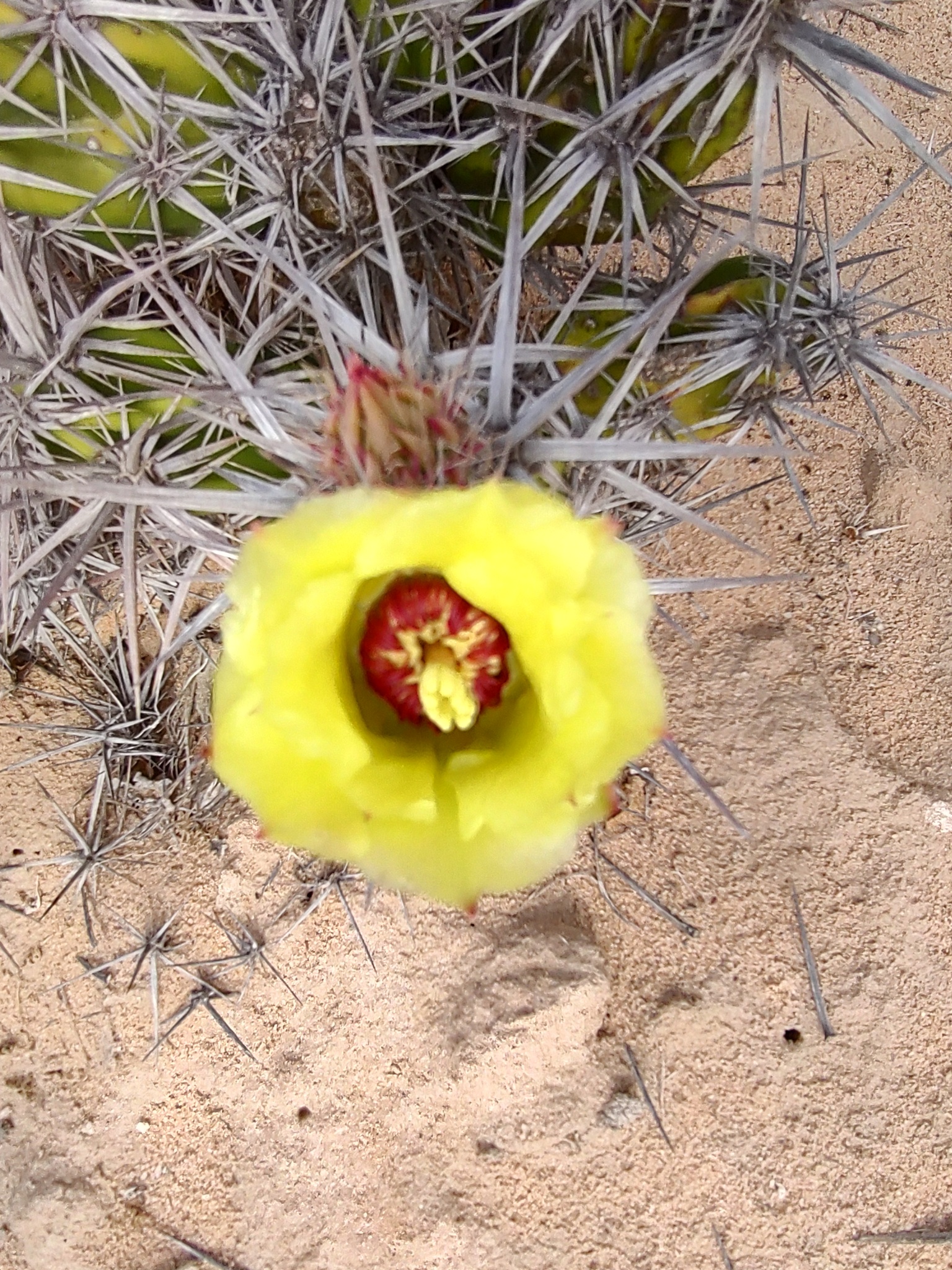 Grusonia invicta (Brandegee) E.F.Anderson