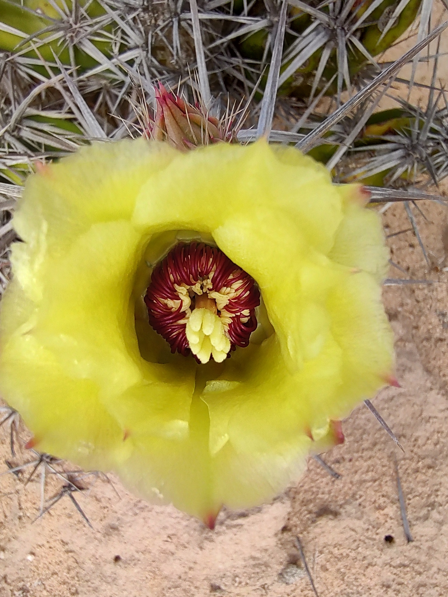 Grusonia invicta (Brandegee) E.F.Anderson