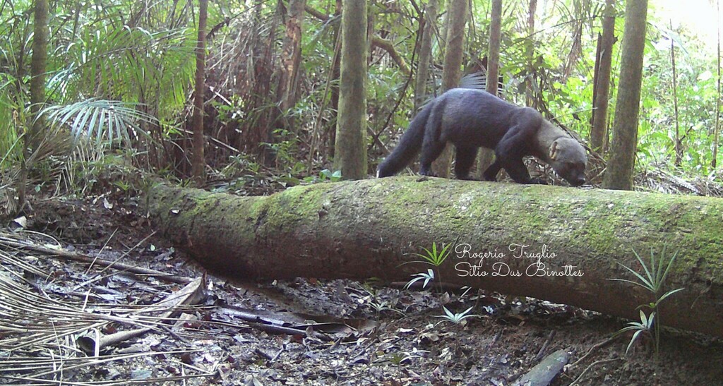 Tayra from Domingos Martins - ES, 29260-000, Brasil on July 22, 2022 at ...