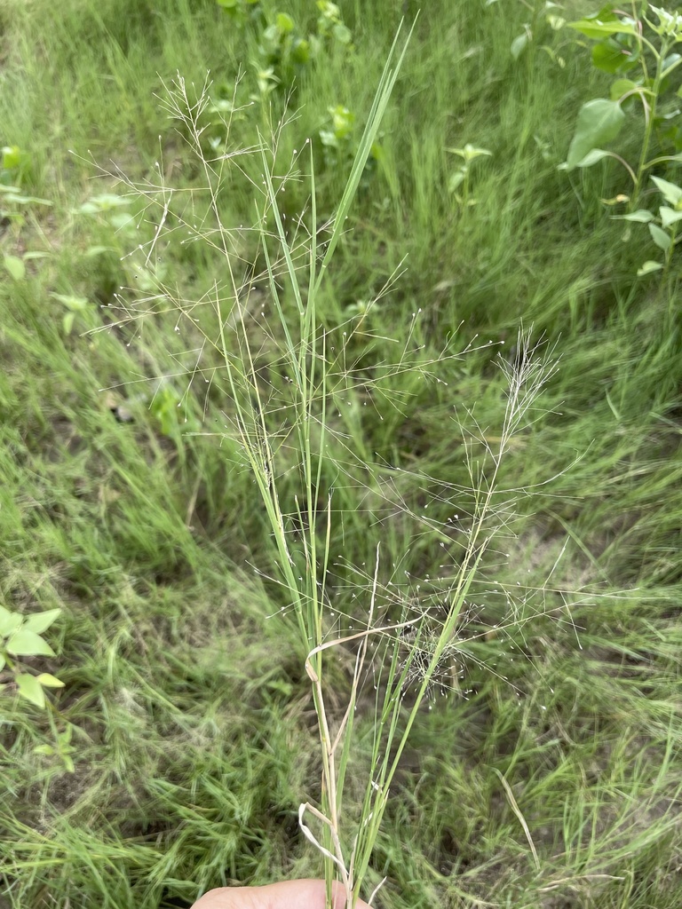 scratch grass from Bent's Old Fort National Historic Site, La Junta, CO ...