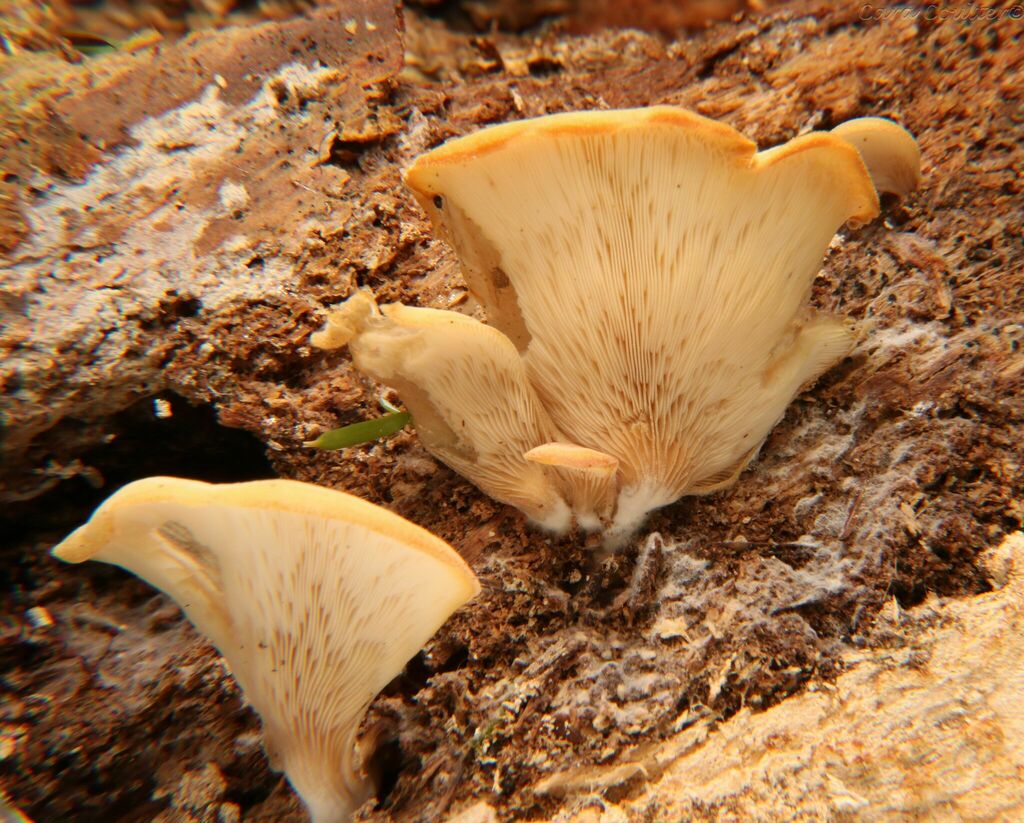 Hohenbuehelia angustata in July 2022 by Cara Coulter · iNaturalist