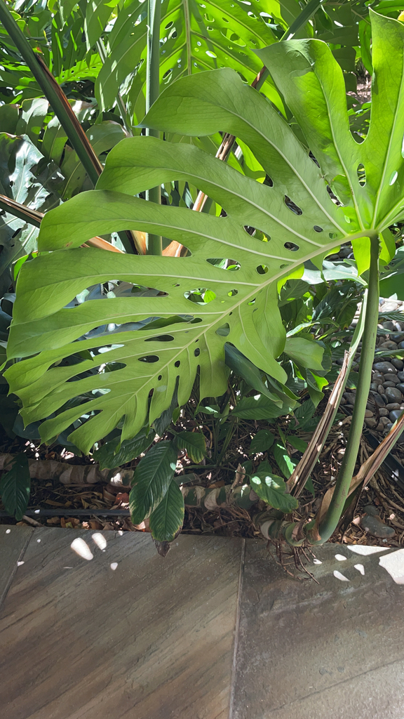 Swiss Cheese Plant from Ko Olina on August 19, 2022 at 10:50 AM by ...