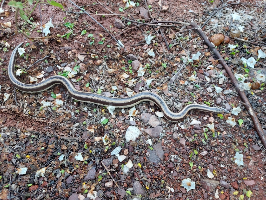Desert Rosy Boa from 85503 Son., México on August 19, 2022 at 11:48 AM ...