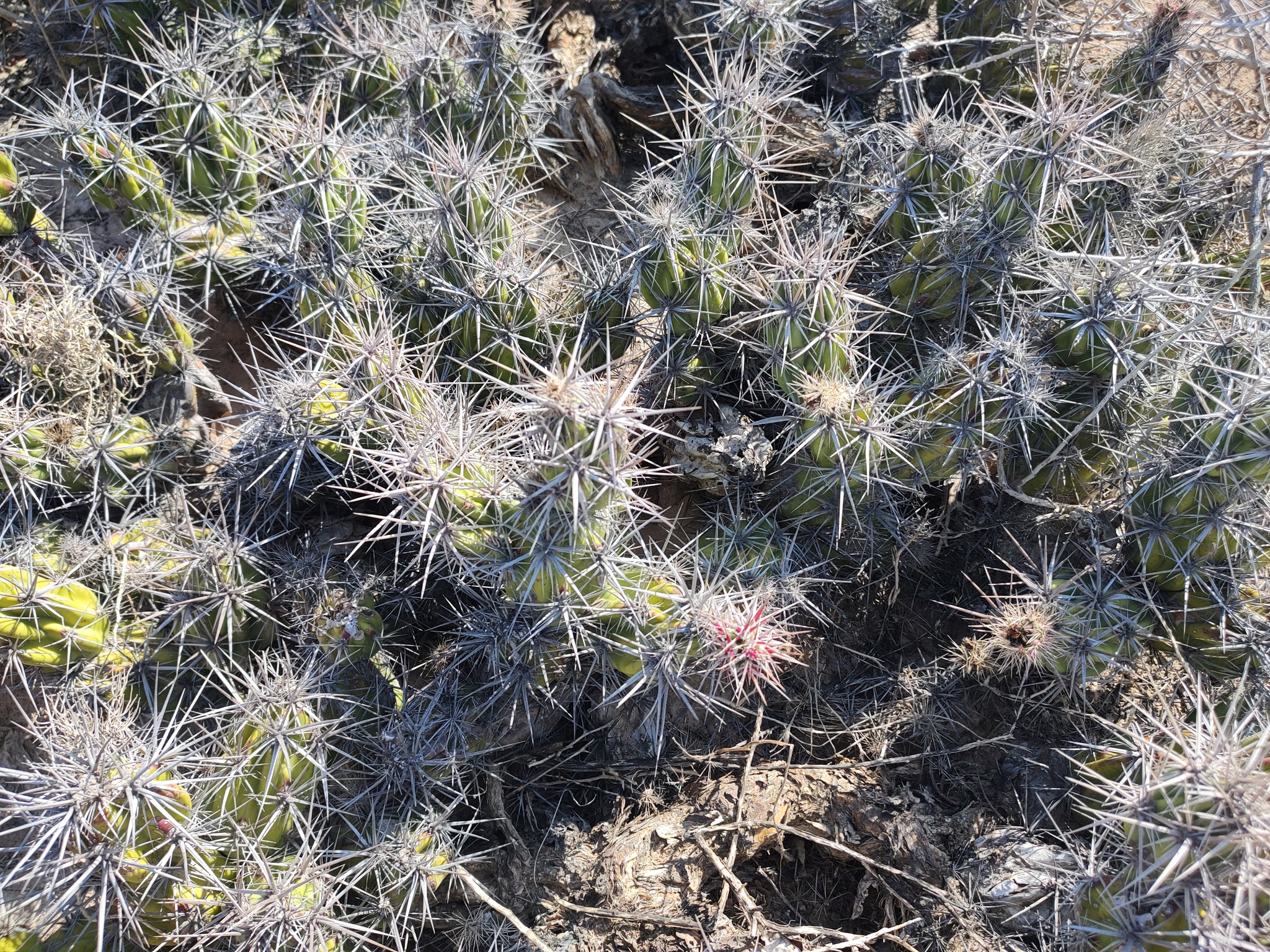 Grusonia invicta (Brandegee) E.F.Anderson